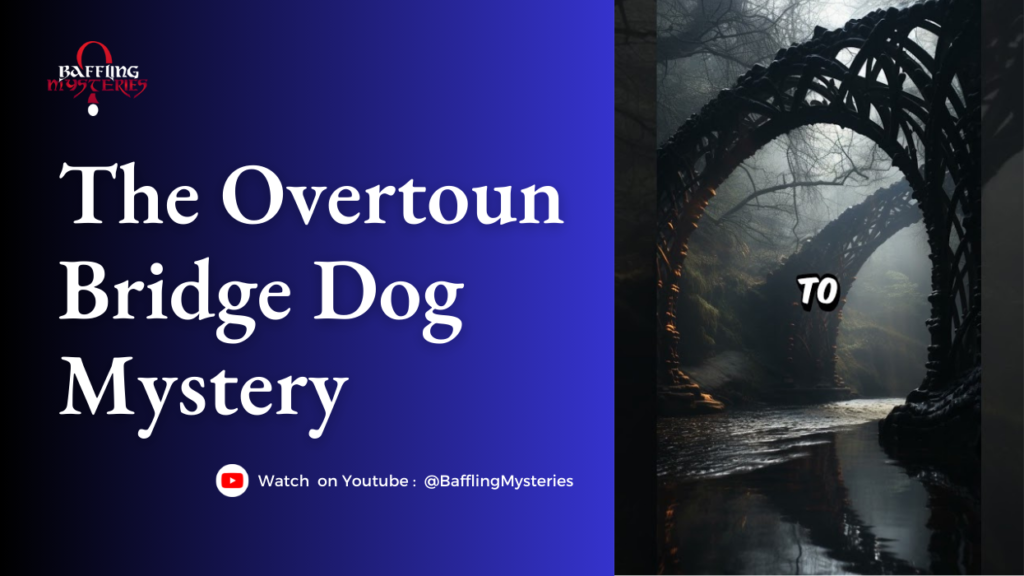 The Overtoun Bridge Dog Mystery - bafflingmysteries